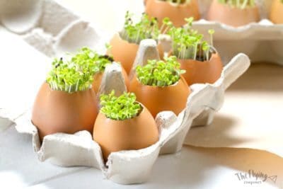 7 Easy Steps to Make Eggshell Seed Starters - The Flying Couponer