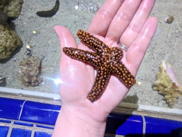 Best Things to Do in Key West - The Flying Couponer